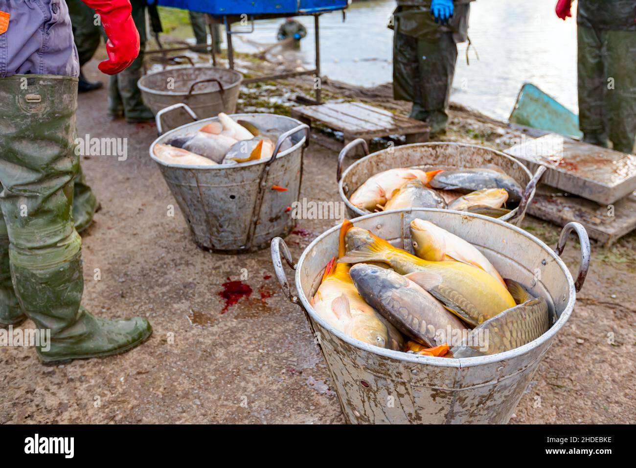 Pile of sorted crap fish placed in metal bucket ready for transport to ...