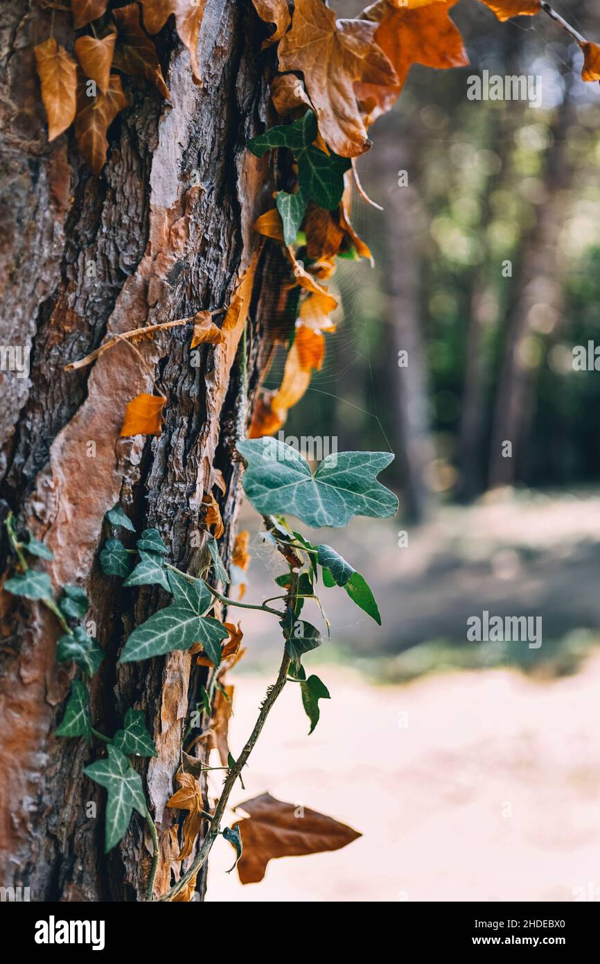 View of ivy covered tree in autumn Stock Photo - Alamy