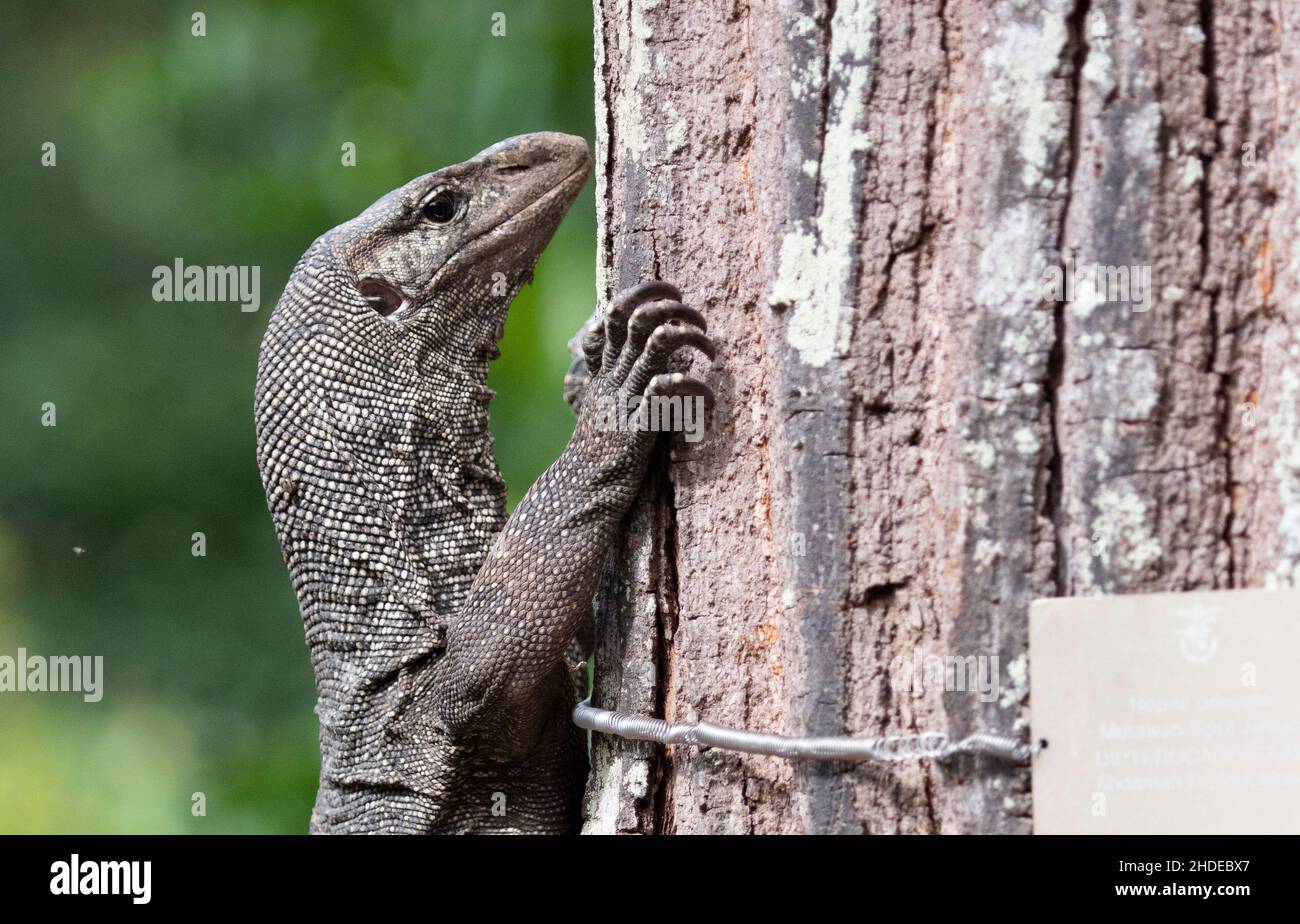 Portrait of a monitor lizard climbing a tree Stock Photo - Alamy