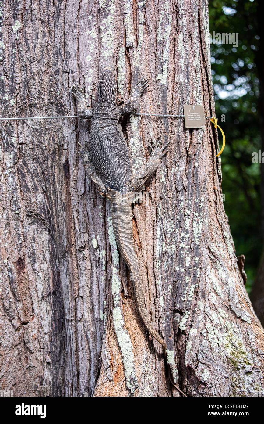 Monitor lizard hanging on to a tree perfectly camouflaged Stock Photo ...