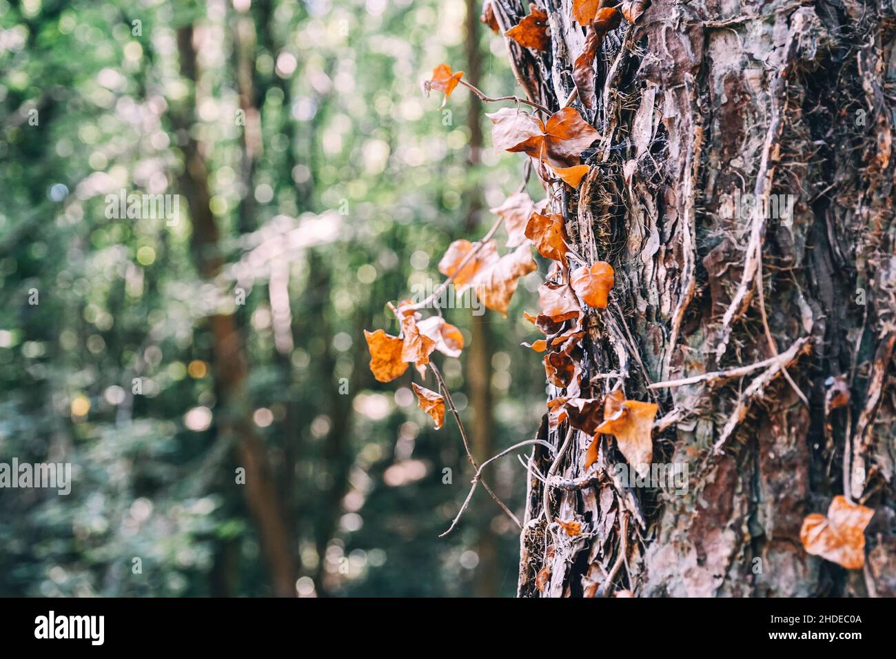 Gold leaf covered wood hi-res stock photography and images - Alamy