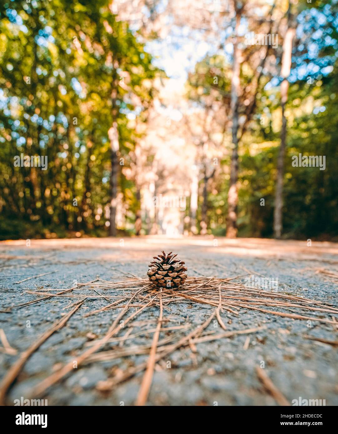 Conifer forest floor hi-res stock photography and images - Alamy