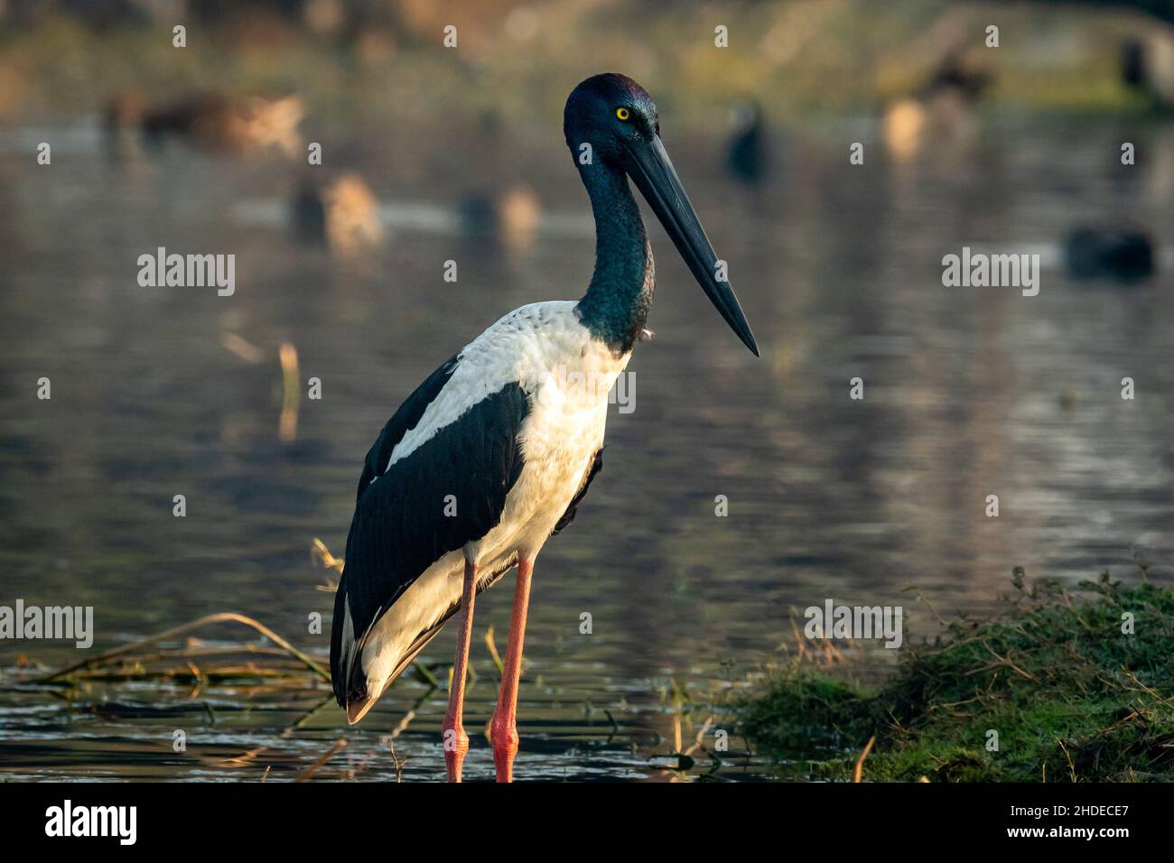 female Black necked stork portrait in early moning winter light with ...