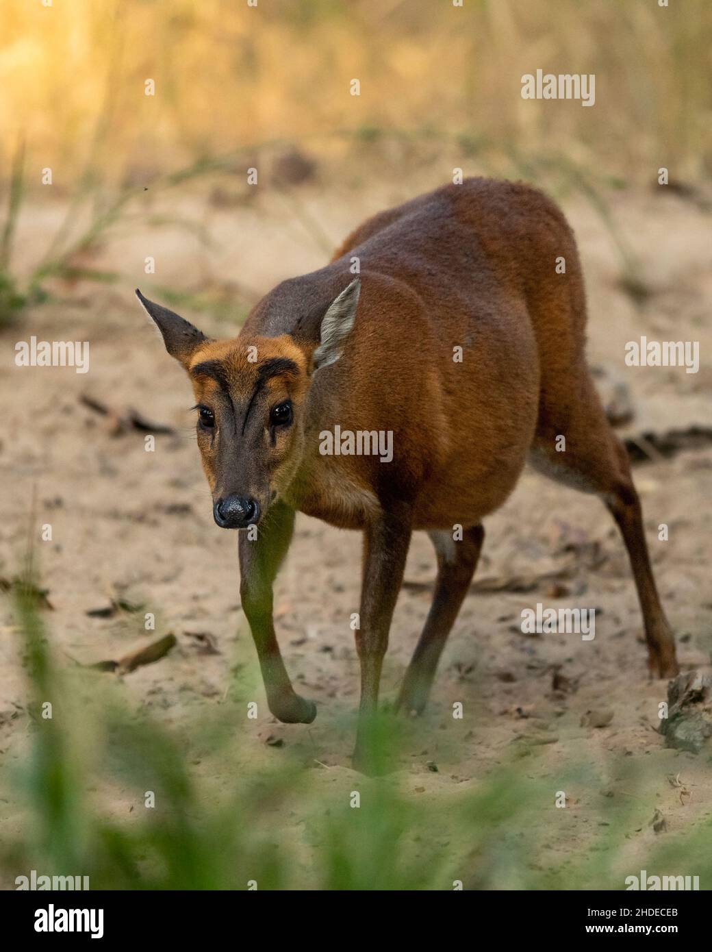 barking deer or muntjac or Indian muntjac or red muntjac or Muntiacus ...