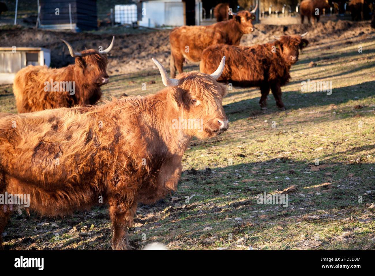 A group of Highland cattle with their characteristic brownish red long ...