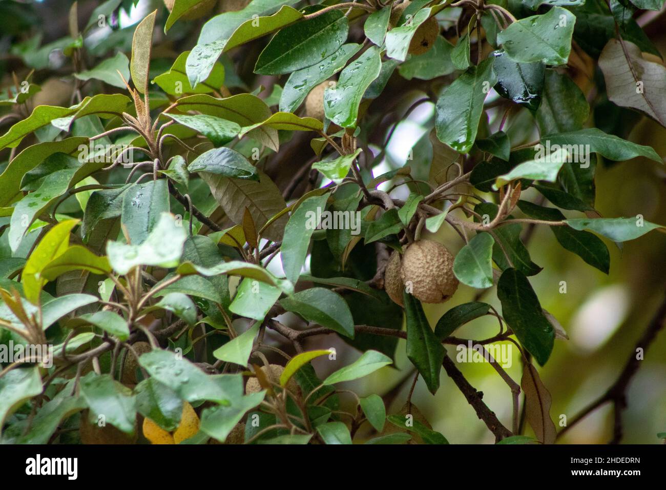 Touch of nature hi-res stock photography and images - Alamy