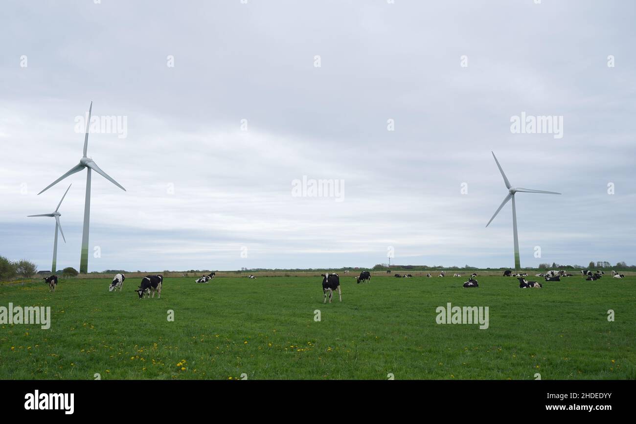 Pellworm, Germany. 11th May, 2021. The wind turbines can be seen on the ...