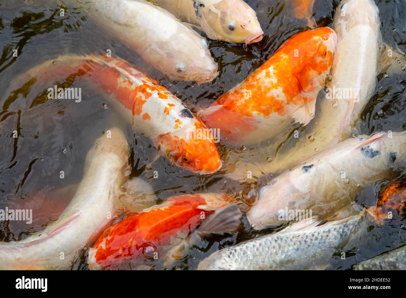 Loro fish hi-res stock photography and images - Alamy