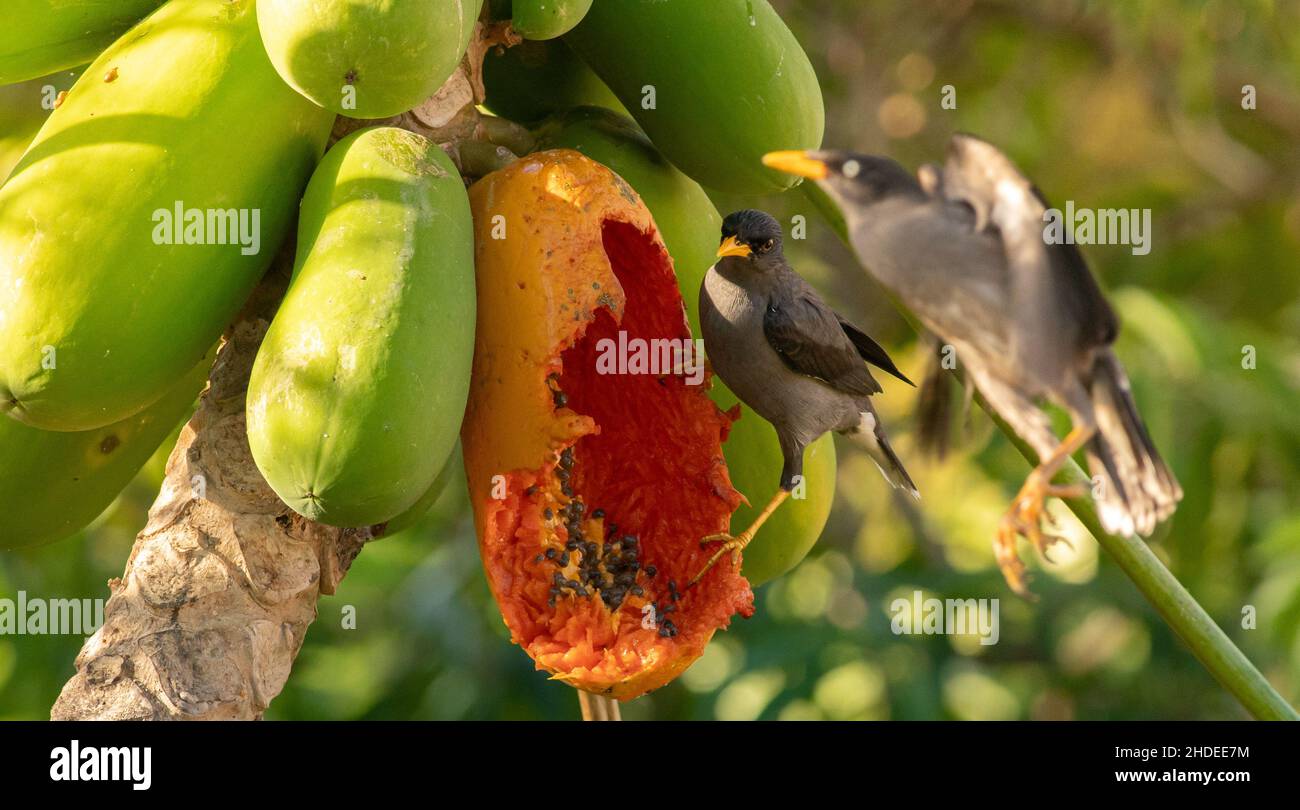 Javan myna birds acridotheres hi-res stock photography and images - Alamy