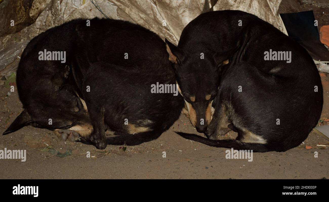 Black color street dogs sleeping on a chilly winter night Stock Photo ...