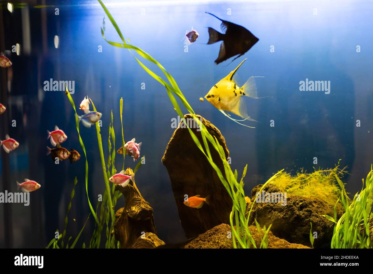 aquarium colourfull fishes in dark deep blue water Stock Photo - Alamy