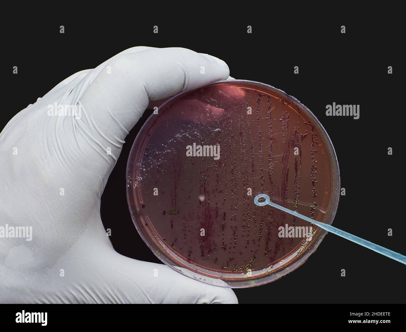 scientist pick-up Bacterial Colony with disposable loop cultured in ...
