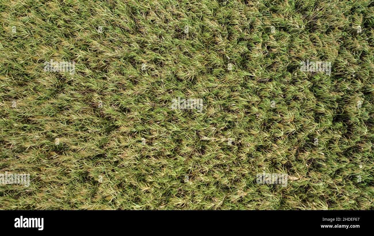 Top view of a reed covered meadow creating background structure Stock ...
