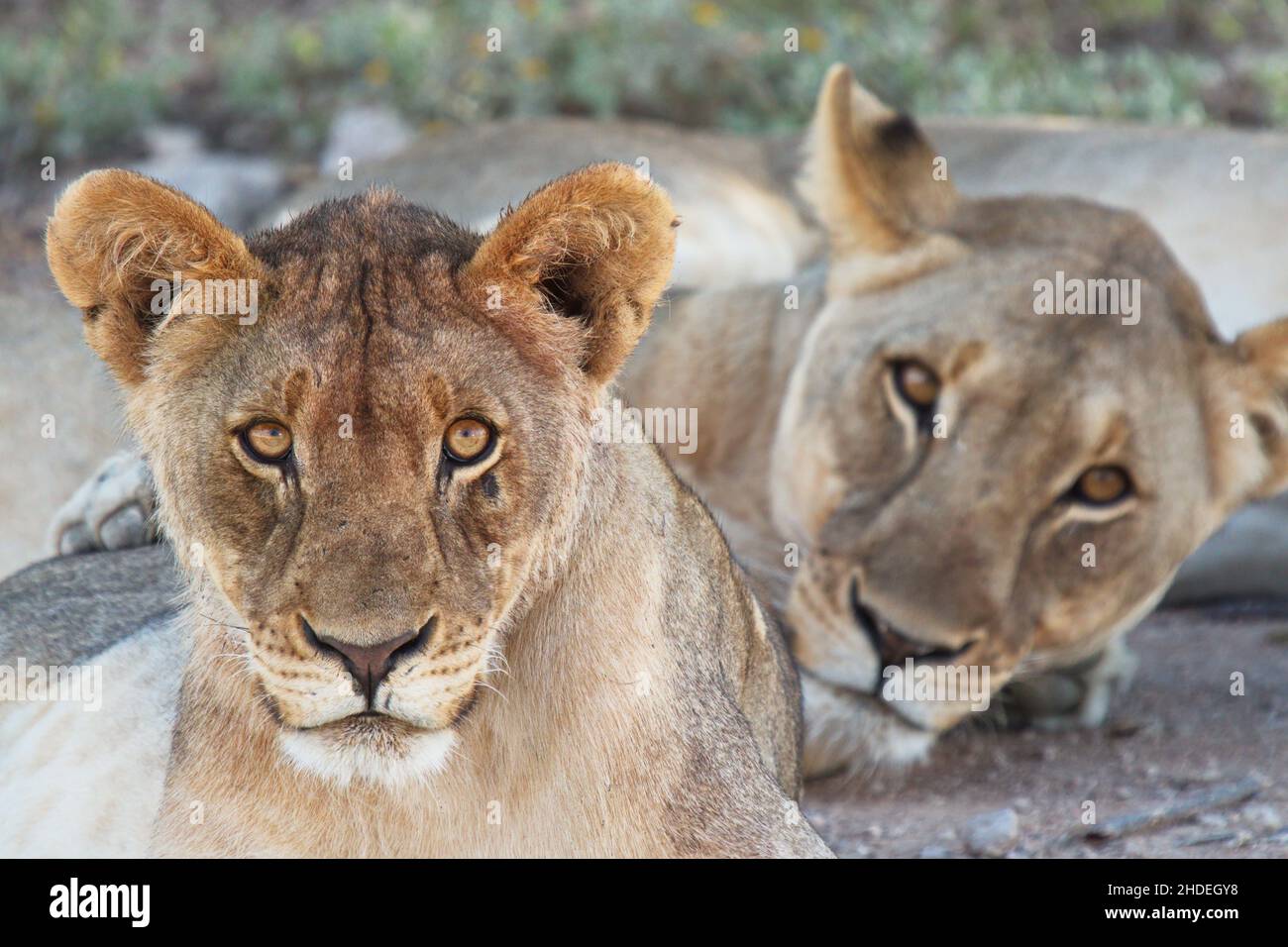 Lioness in Etosha National Park in Namibia in Africa Stock Photo - Alamy