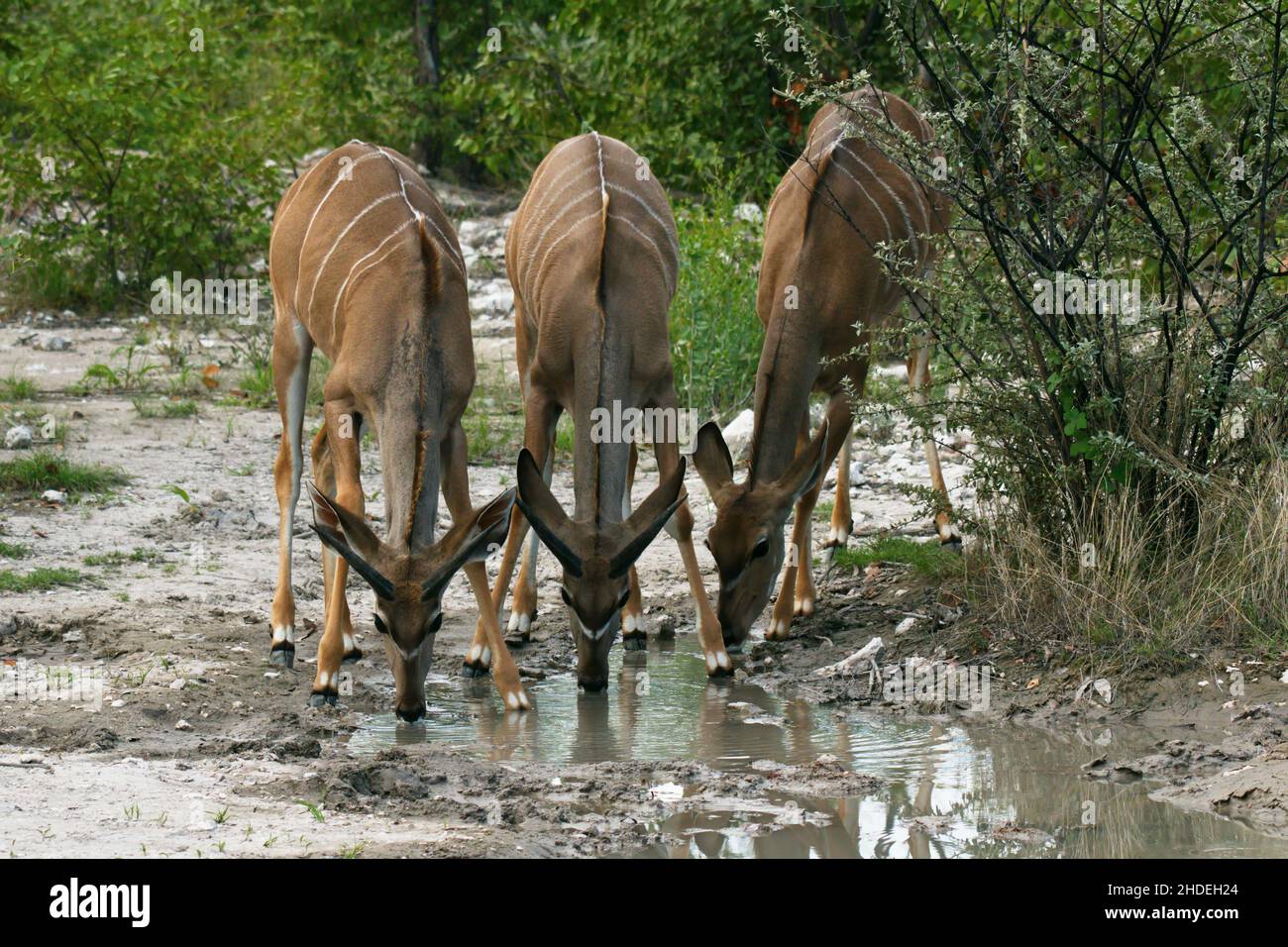 Three kudu antelopes at a waterhole in Etosha National Park in Namibia ...