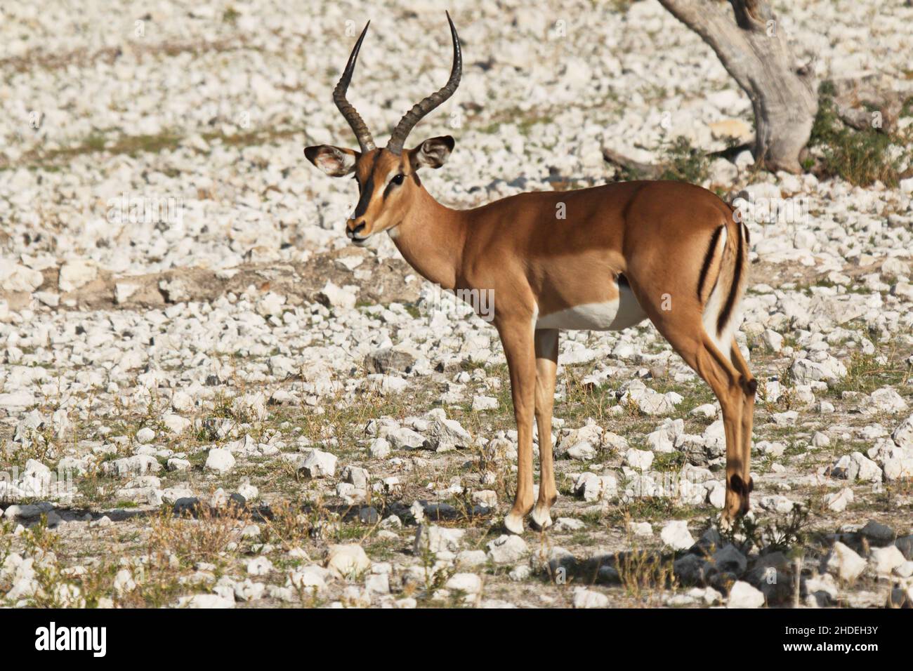 Group of black faced impalas in Etosha National Park in Namibia in ...