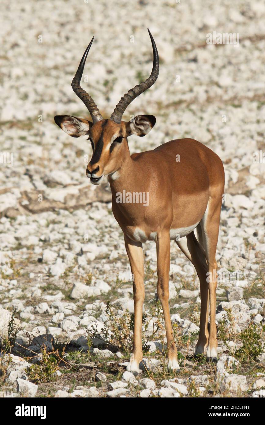 Group of black faced impalas in Etosha National Park in Namibia in ...
