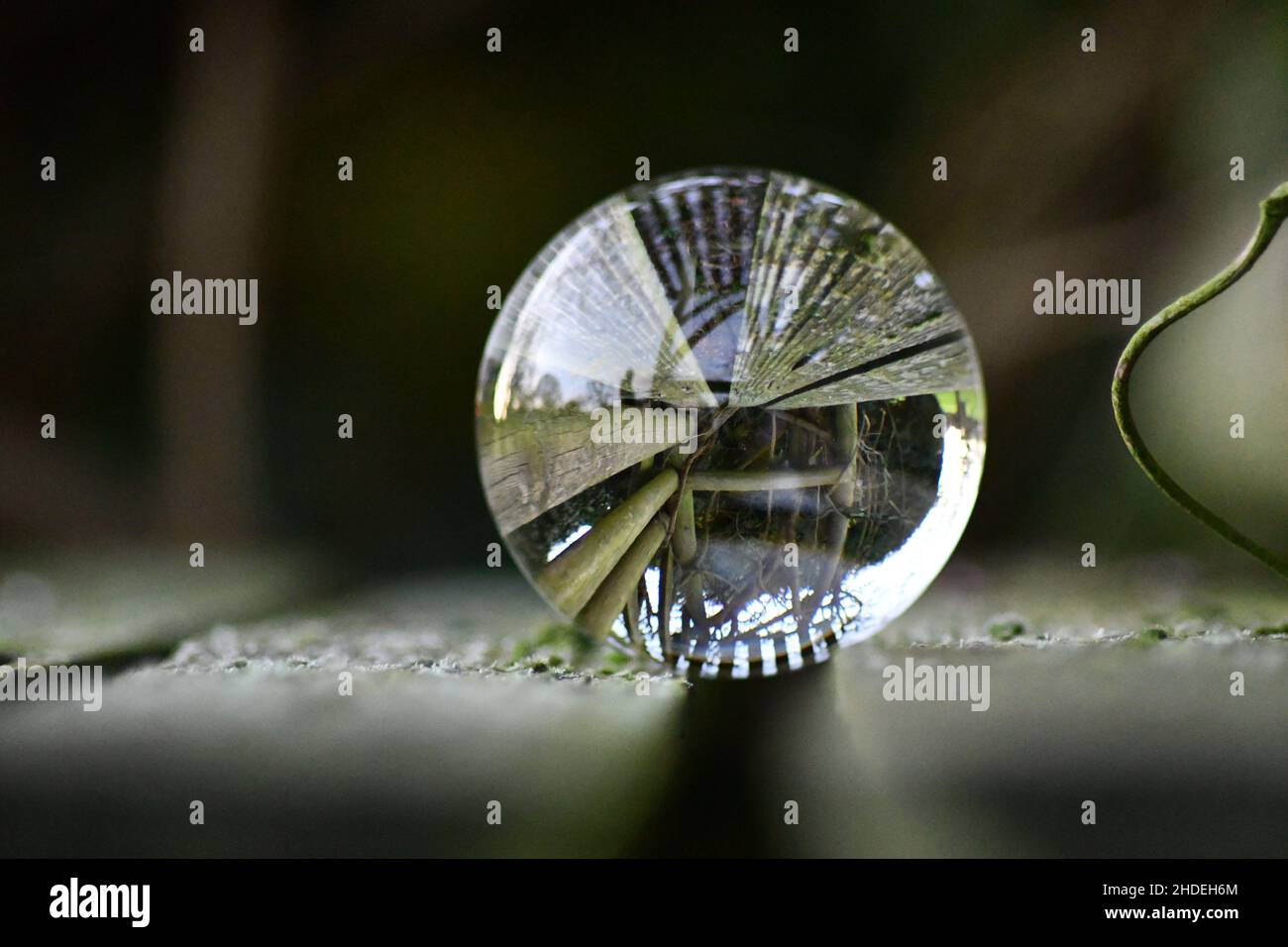Environment concept, a crystal ball lies on a wooden arbor, reflection ...