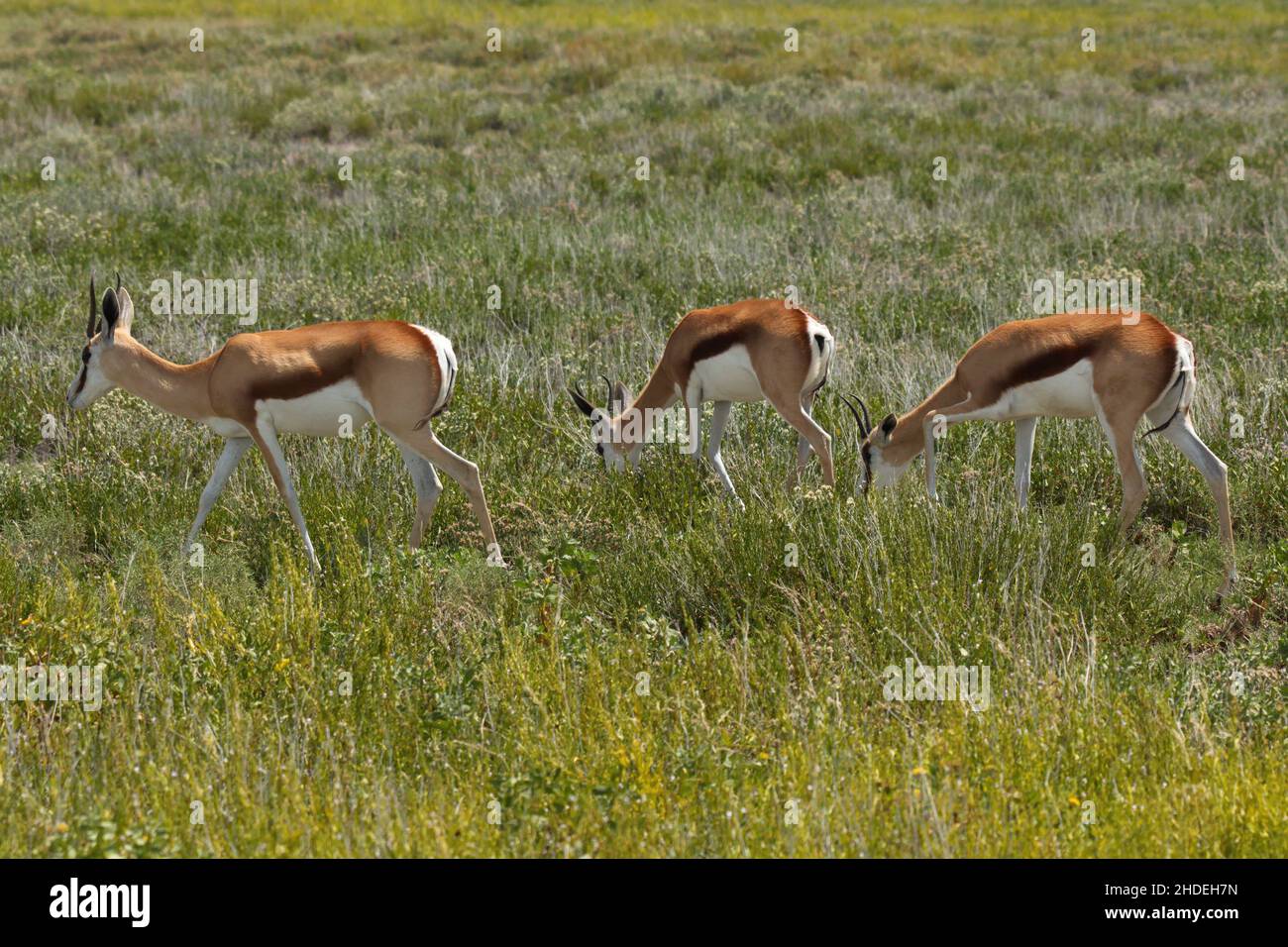 Black faced impalas hi-res stock photography and images - Alamy