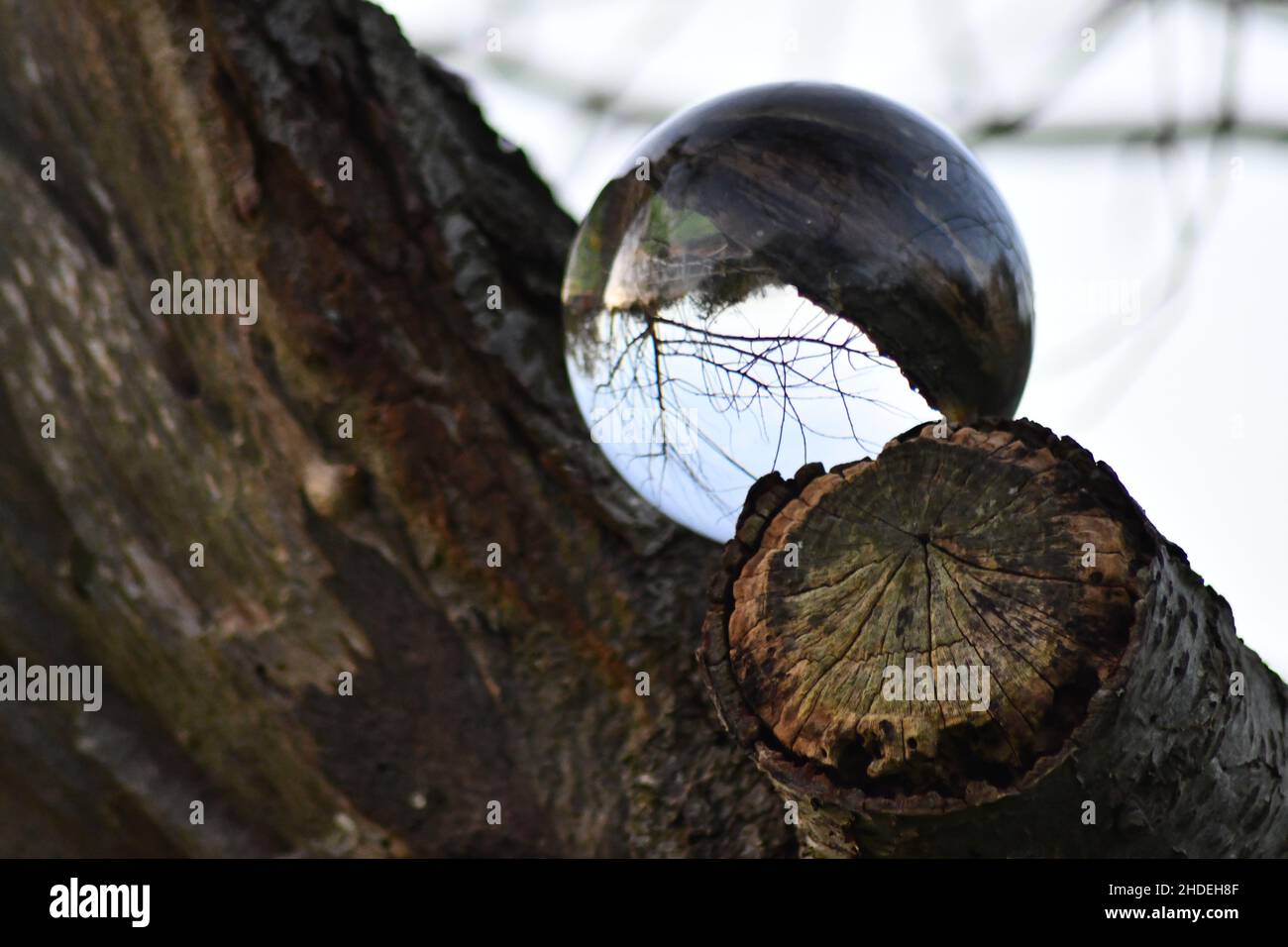 Environment concept, a crystal ball lies in the branches of a tree ...