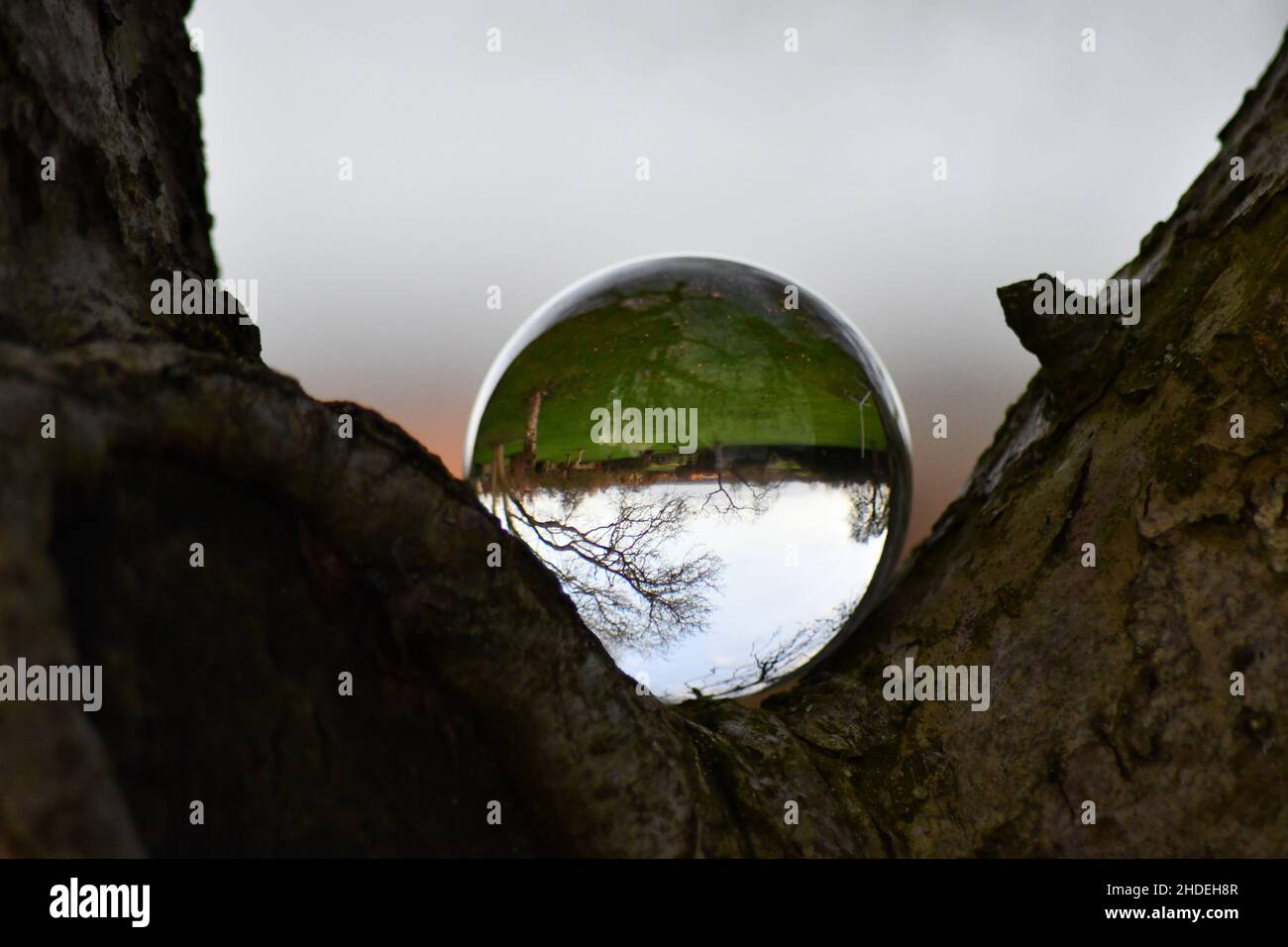 Environment concept, a crystal ball lies in the branches of a tree ...