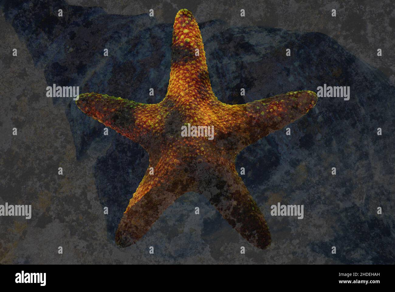 Beach # 4 – Starfish, photo pictorialism Stock Photo - Alamy
