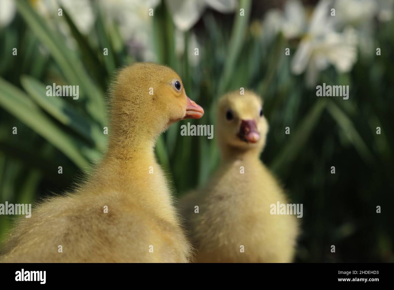 Close up of a pair of small fluffy ducks waddling through the grass ...