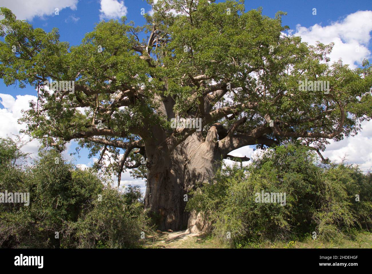 Baobab tree in Bwabwata National park in Namibia in Africa Stock Photo ...