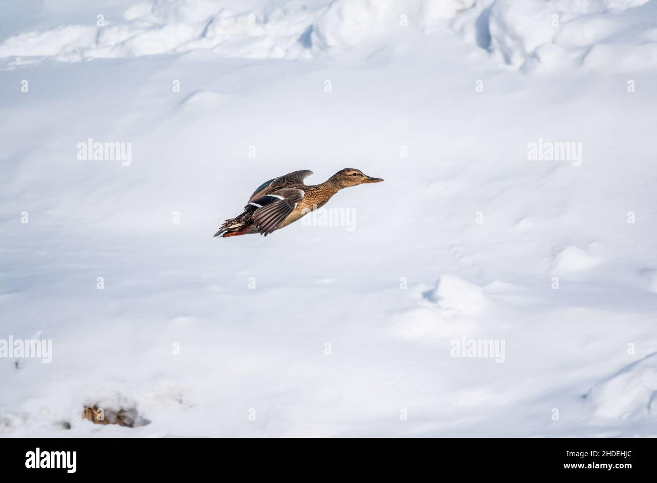 Mallard Duck flies over the snowy river bank. Mallard Duck, female ...