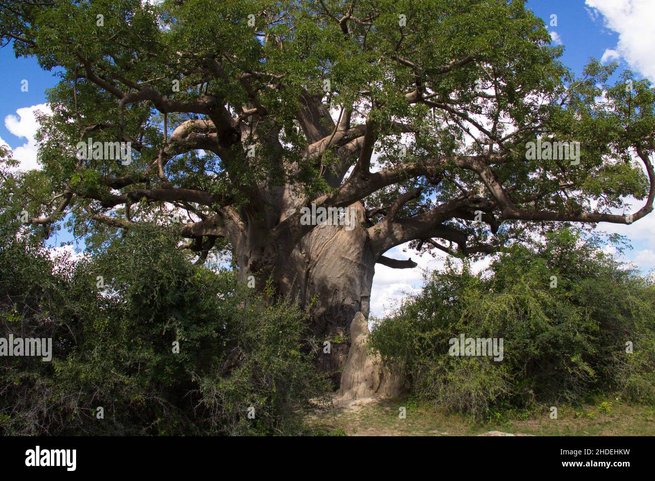 Baobab tree in Bwabwata National park in Namibia in Africa Stock Photo ...