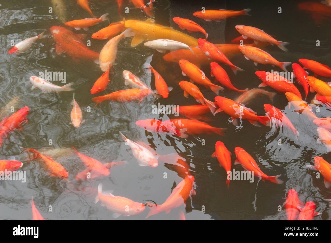 Chinese pond top view hi-res stock photography and images - Alamy