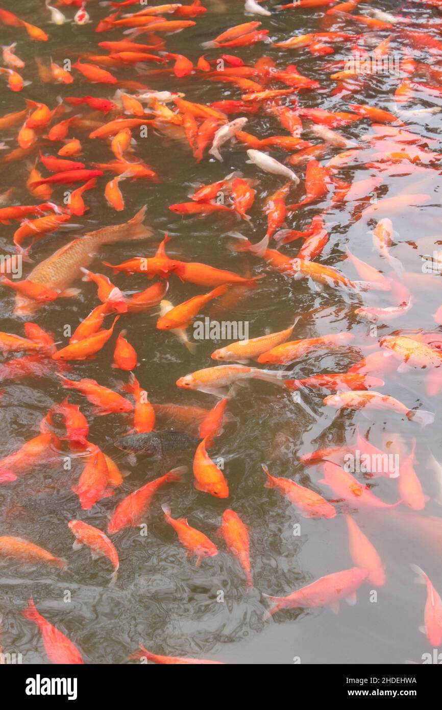 Koi carp fish in the lake or pond. Top view. Vertical Stock Photo - Alamy