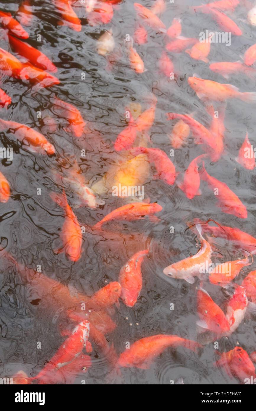 Koi carp fish in the lake or pond. Top view. Vertical Stock Photo - Alamy