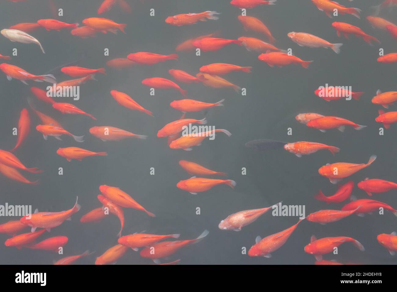 Large garden fish pool hi-res stock photography and images - Alamy