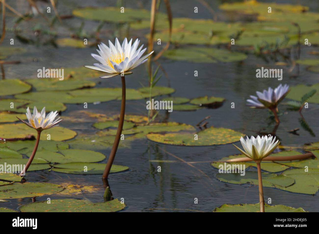 Blooming flowers in Okawango river in Namibia in Africa Stock Photo - Alamy