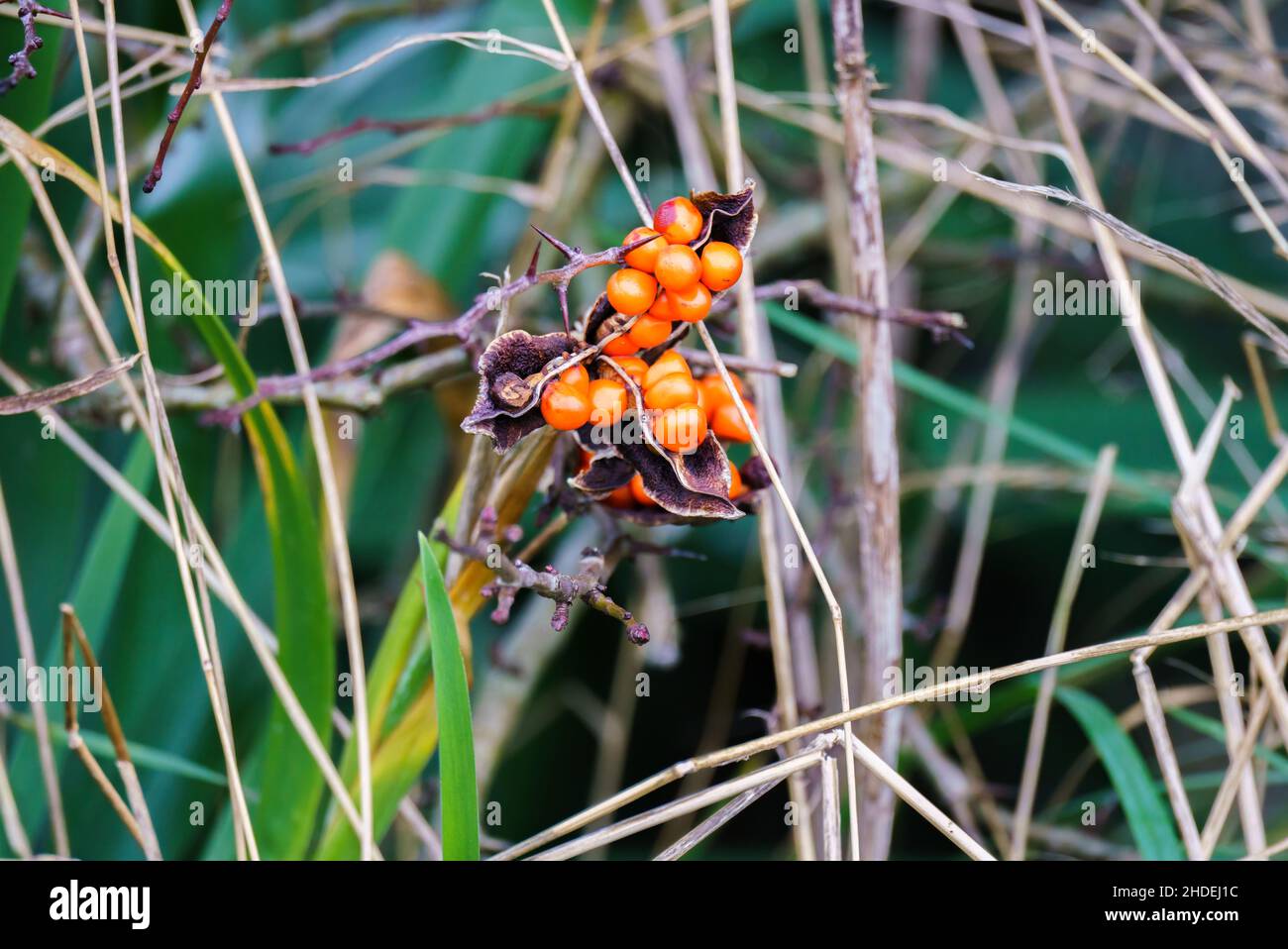 Orange iris hi-res stock photography and images - Alamy