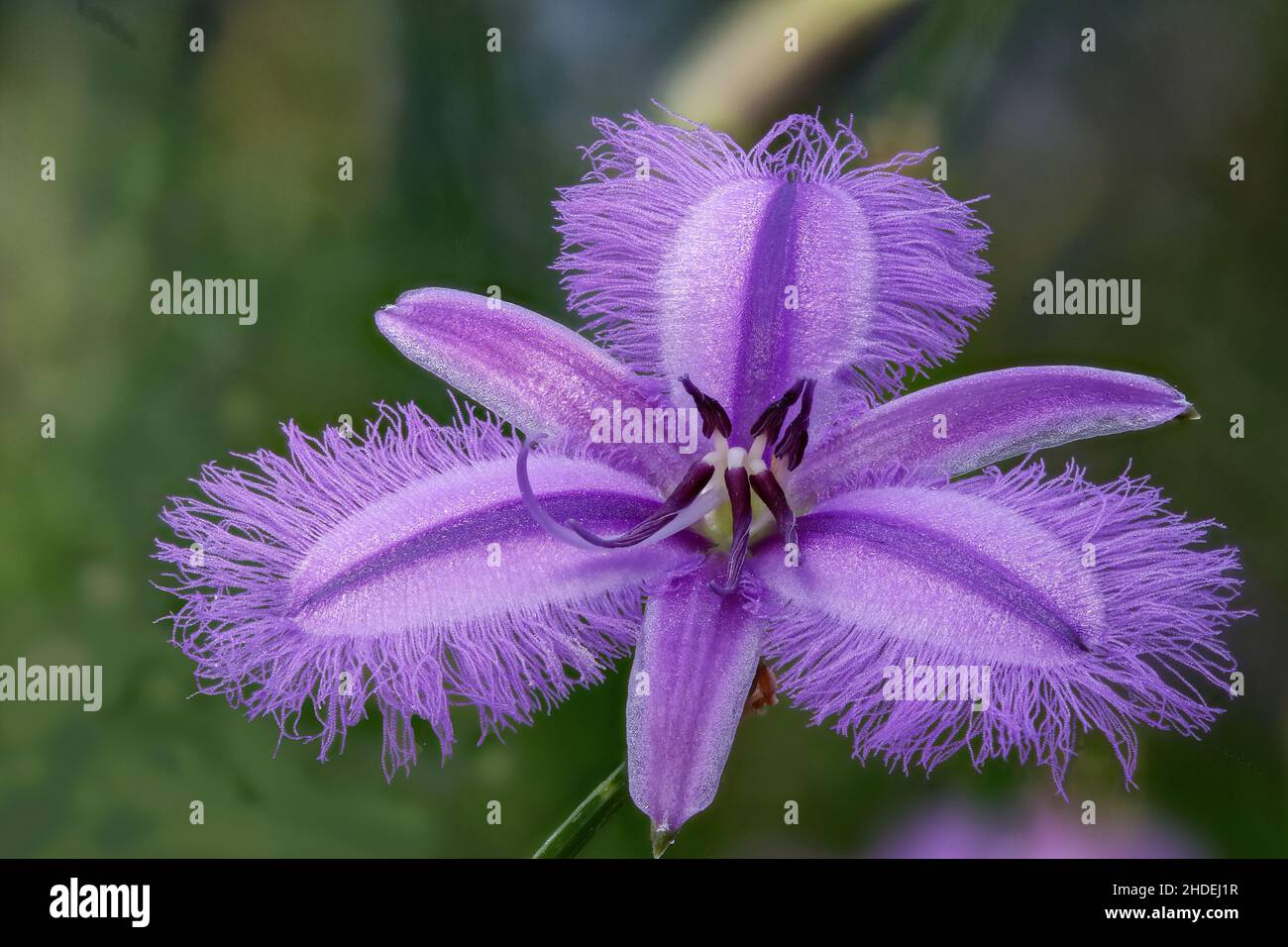 Thysanotus dichotomus (Labill.) R.Br. (Branching Fringe Lily Stock ...