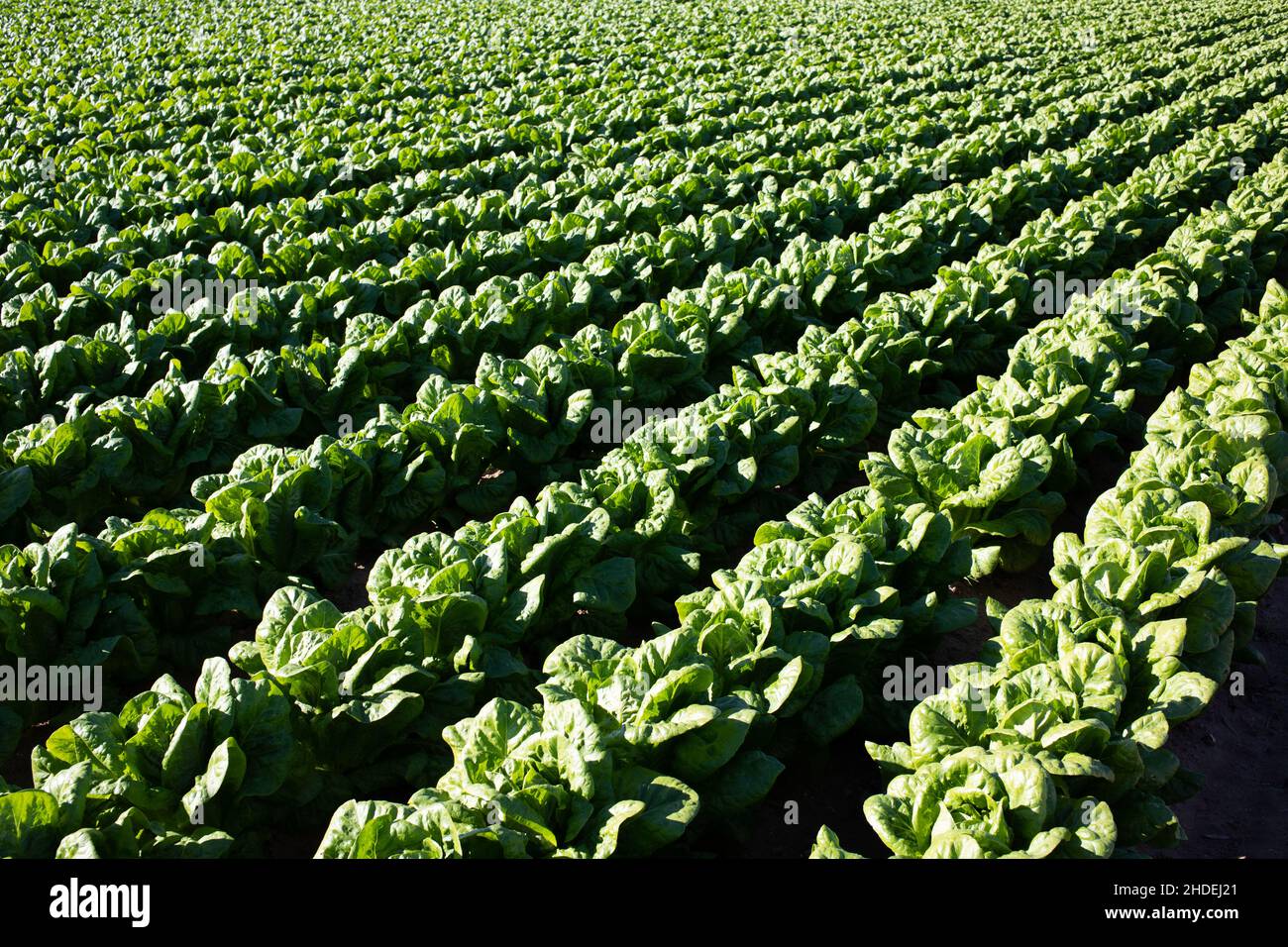 vast field of spinach plantation Stock Photo - Alamy