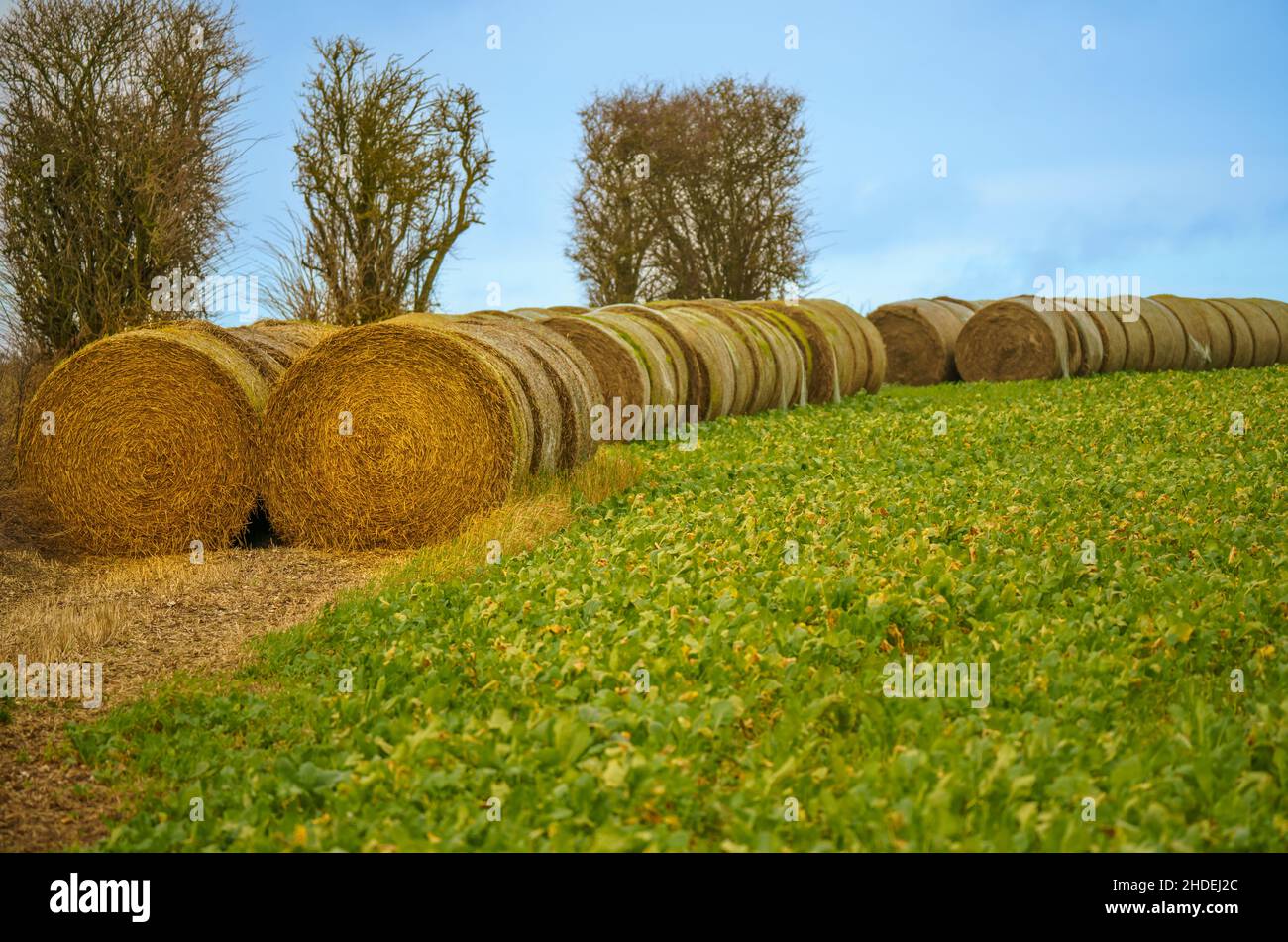 a long double line of golden round hay bales next to a green crop field ...