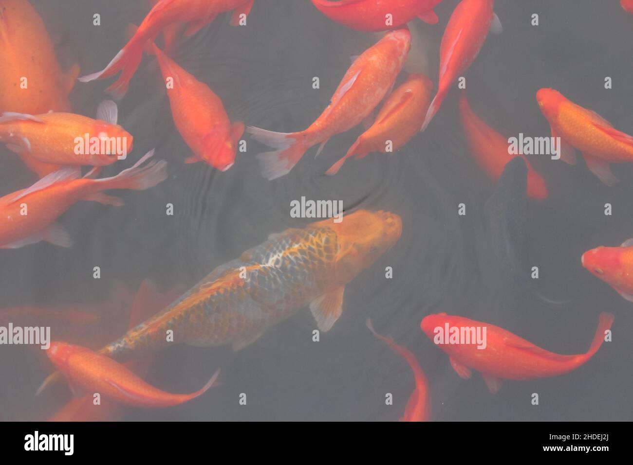 Koifish hi-res stock photography and images - Alamy