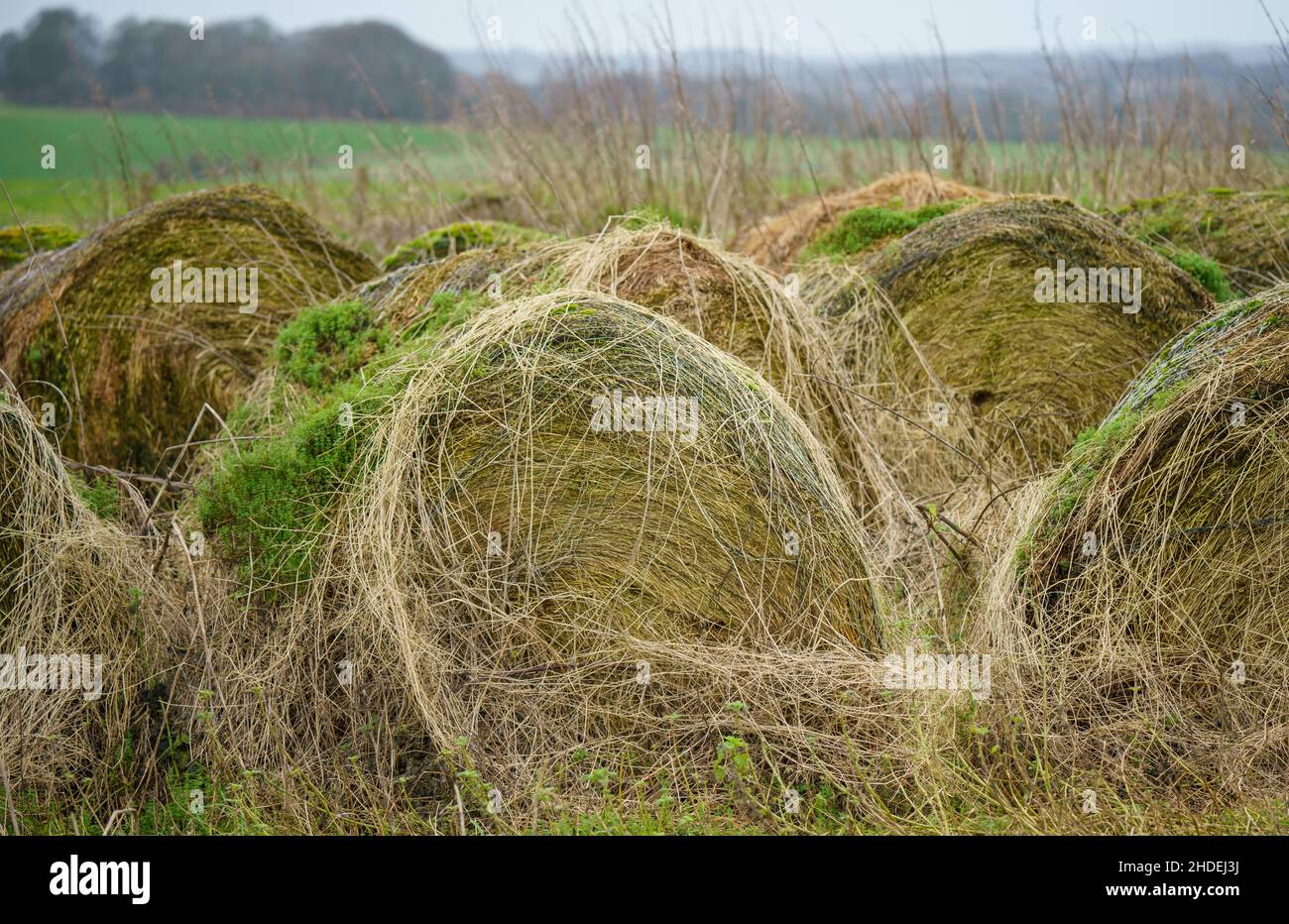 several old and collapsing overgrown round hay bales with green ...