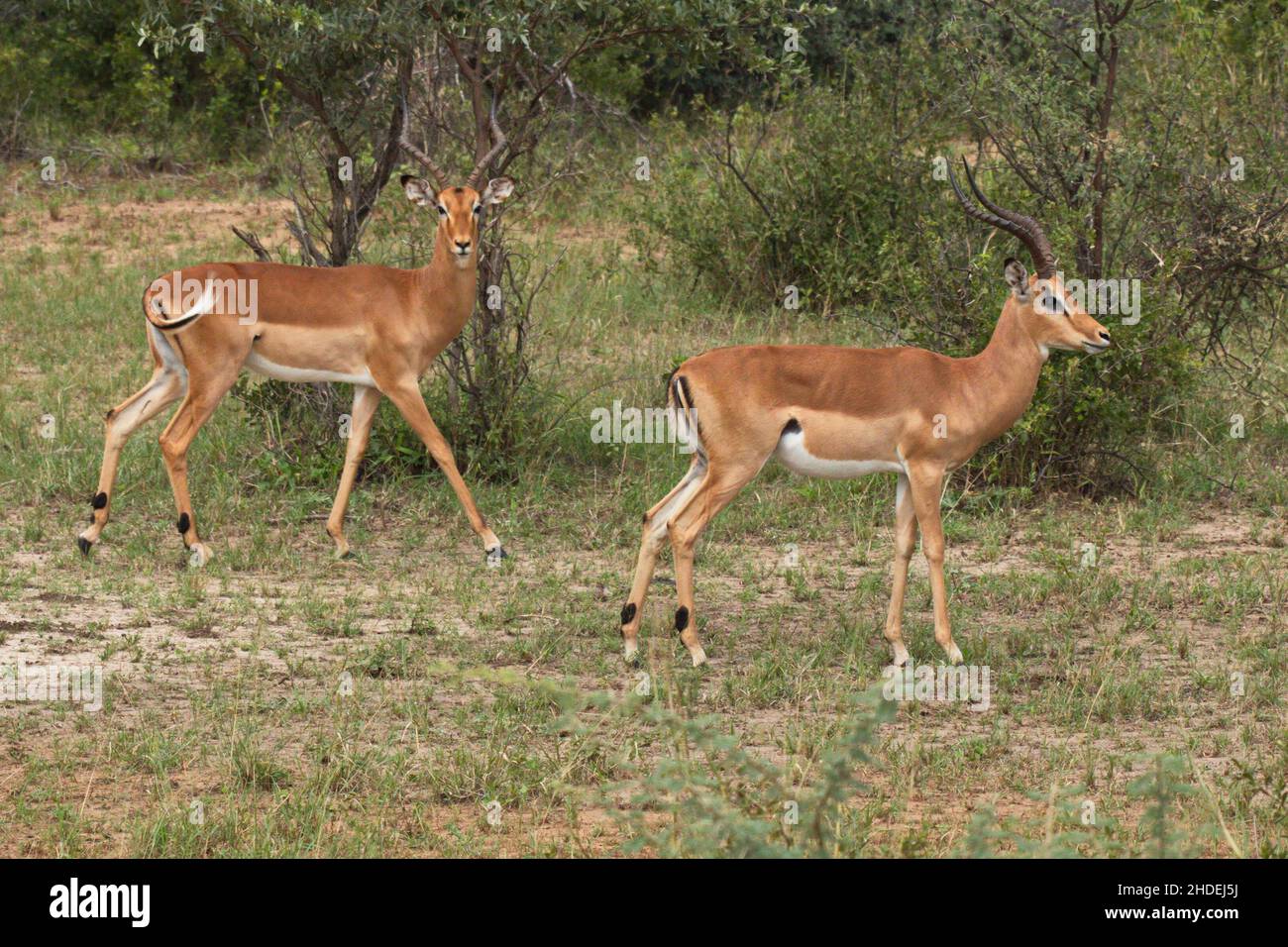 Impala antelopes in Bwabwata National Park in Namibia in Africa Stock ...