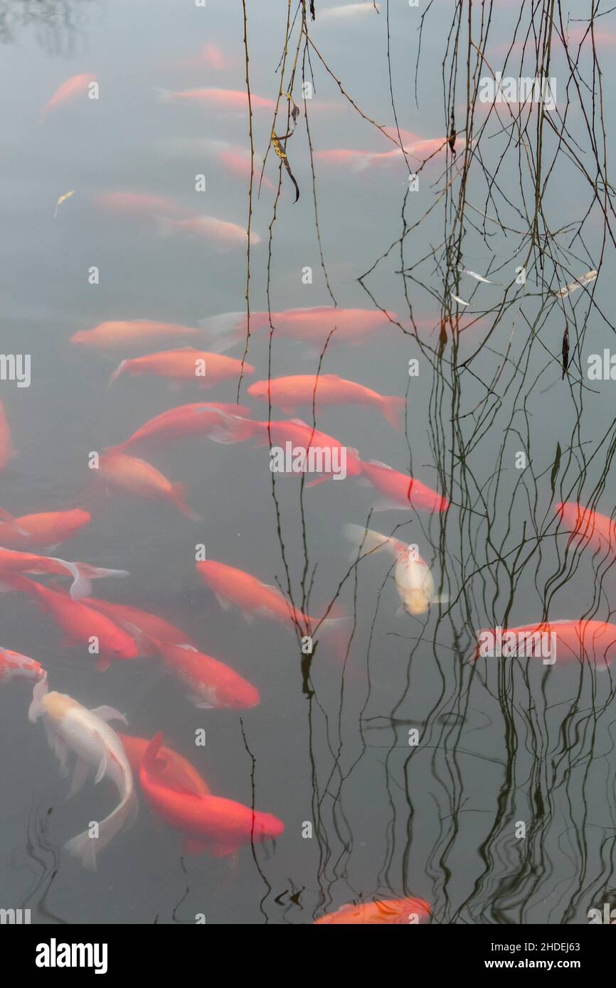 Koi carp fish in the lake or pond. Top view. Vertical Stock Photo - Alamy