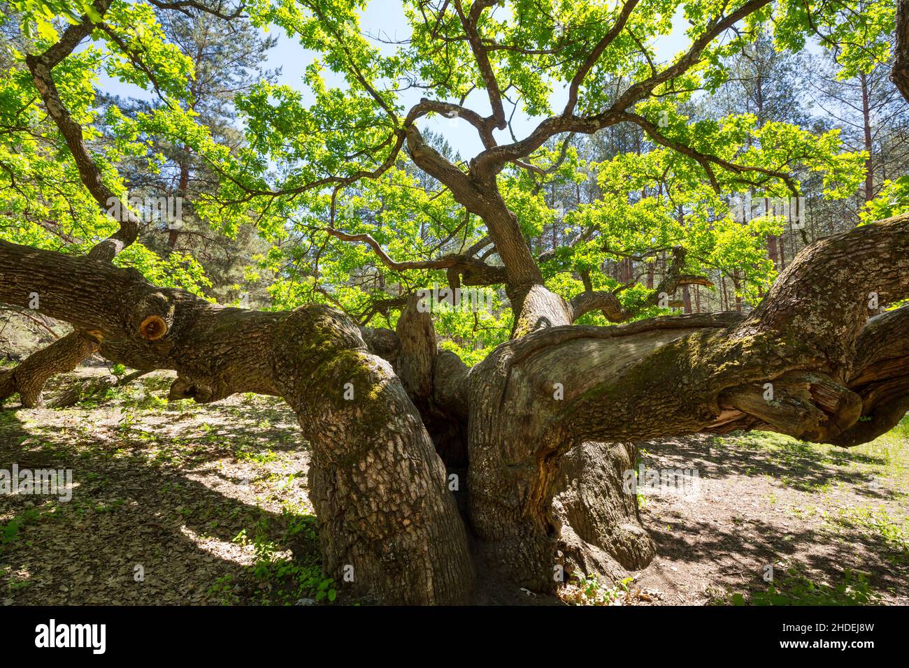 Extensive oak forest hi-res stock photography and images - Alamy