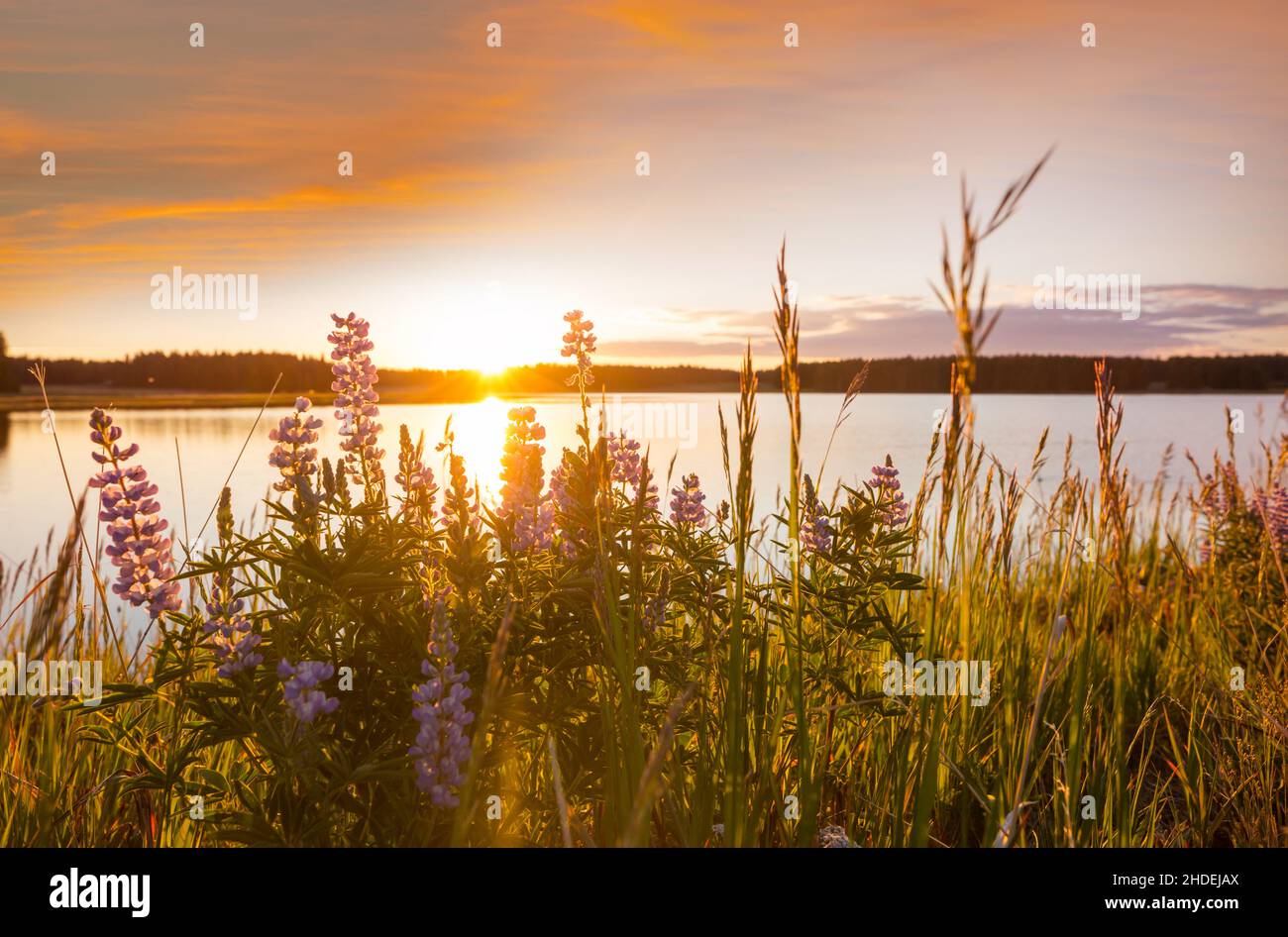 lake shore in the summer season at dawn Stock Photo - Alamy