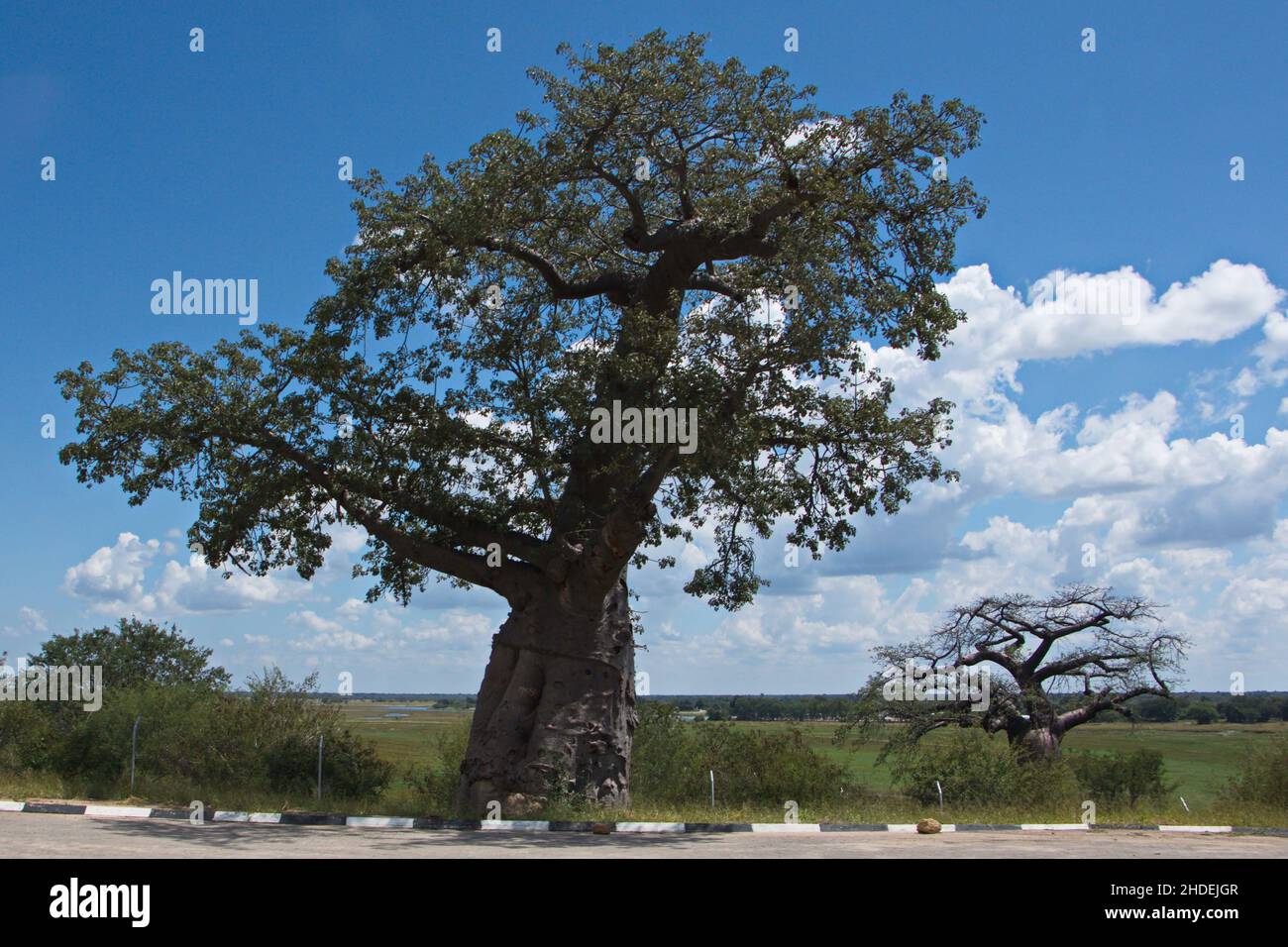 Baobab tree in Chobe National park in Botswana in Africa Stock Photo ...