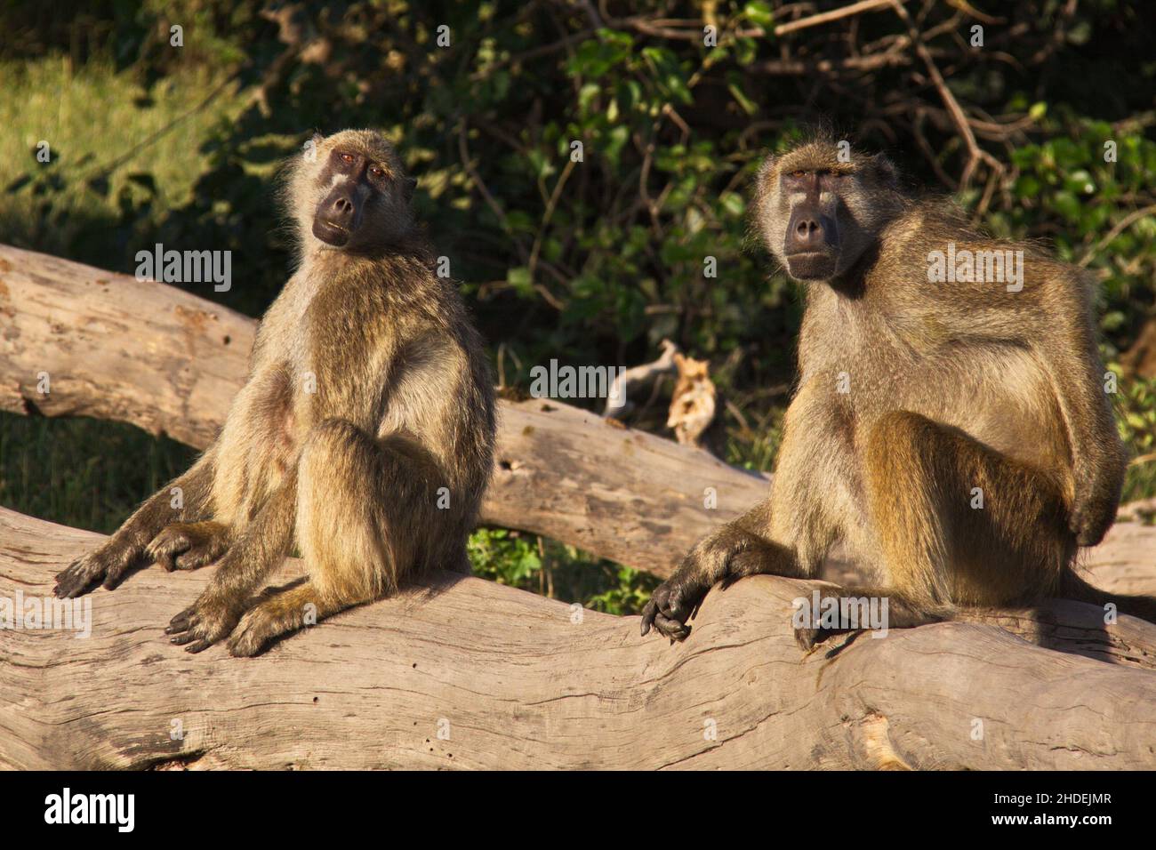 Chacma Baboon monkeys in Chobe National park in Botswana in Africa ...
