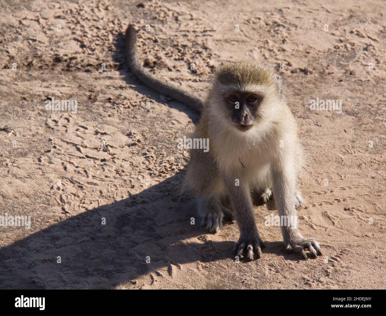 Botswana wildlife vervet monkey hi-res stock photography and images - Alamy