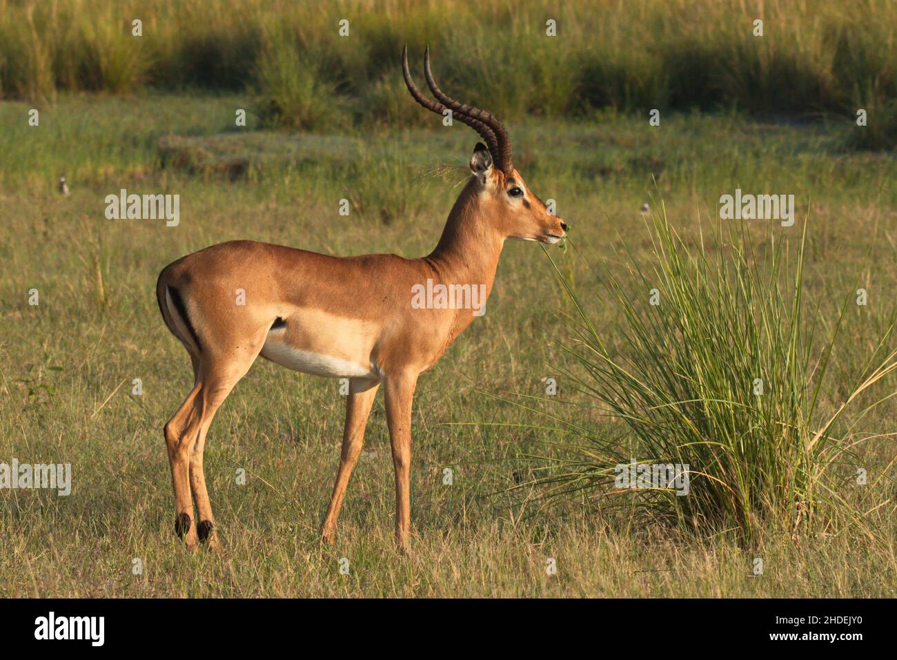 Impala antelope in Chobe National park in Botswana in Africa Stock ...