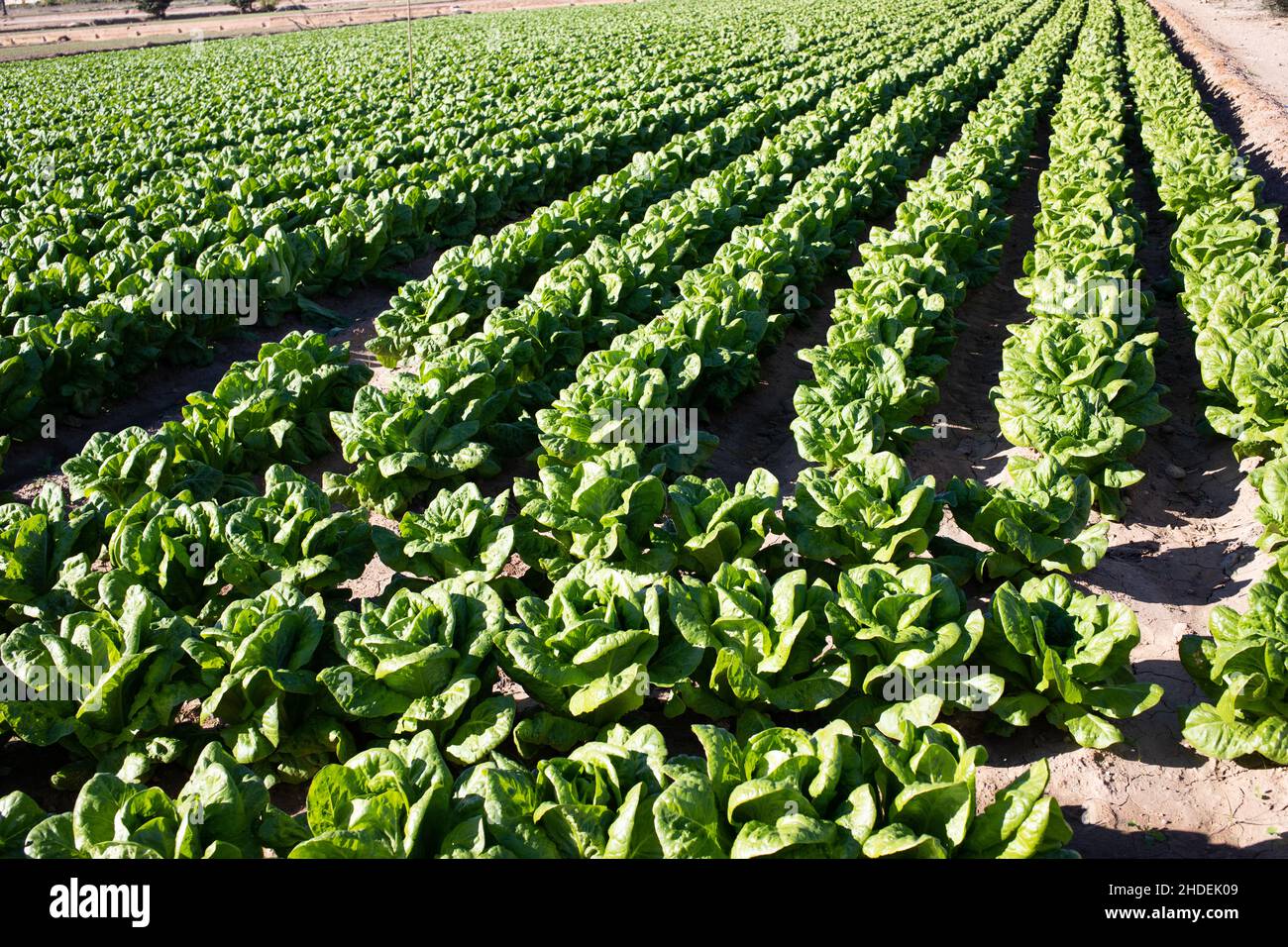 Field of spinach hi-res stock photography and images - Alamy